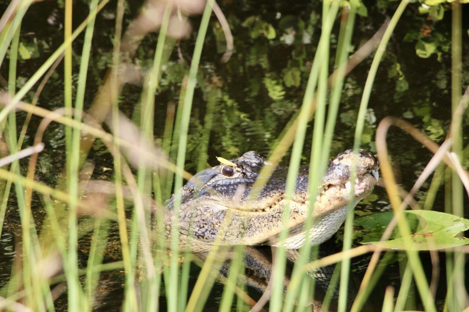 Que voir et que faire dans les Everglades ? - Planete3w