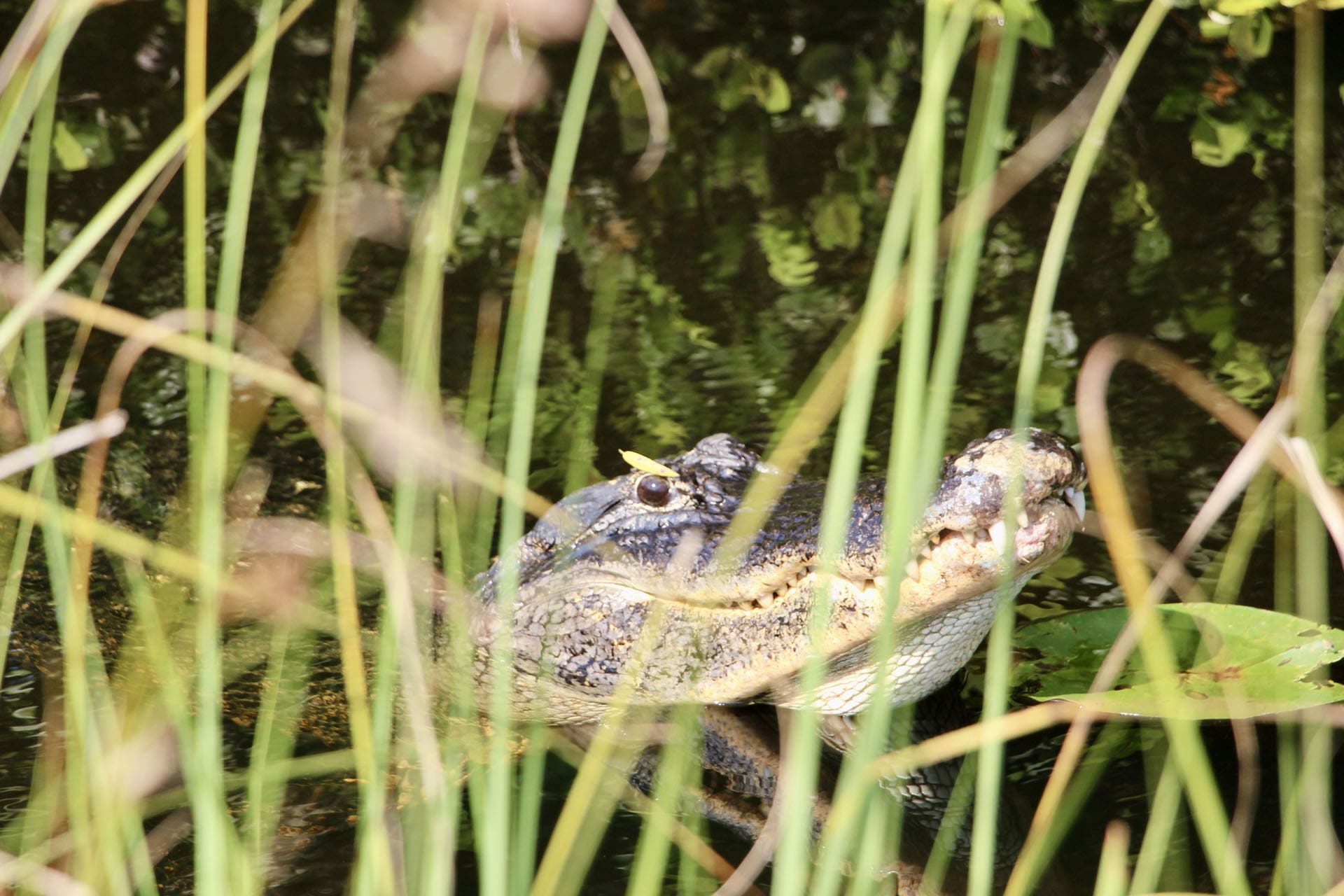 Que voir et que faire dans les Everglades ? - Planete3w