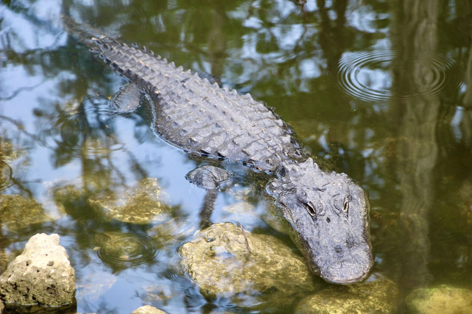 Que voir et que faire dans les Everglades ? - Planete3w