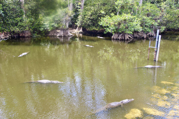 Que voir et que faire dans les Everglades ? - Planete3w