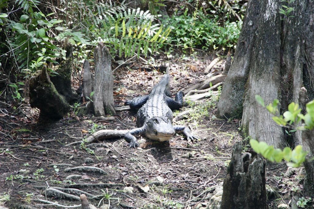 Que voir et que faire dans les Everglades ? - Planete3w