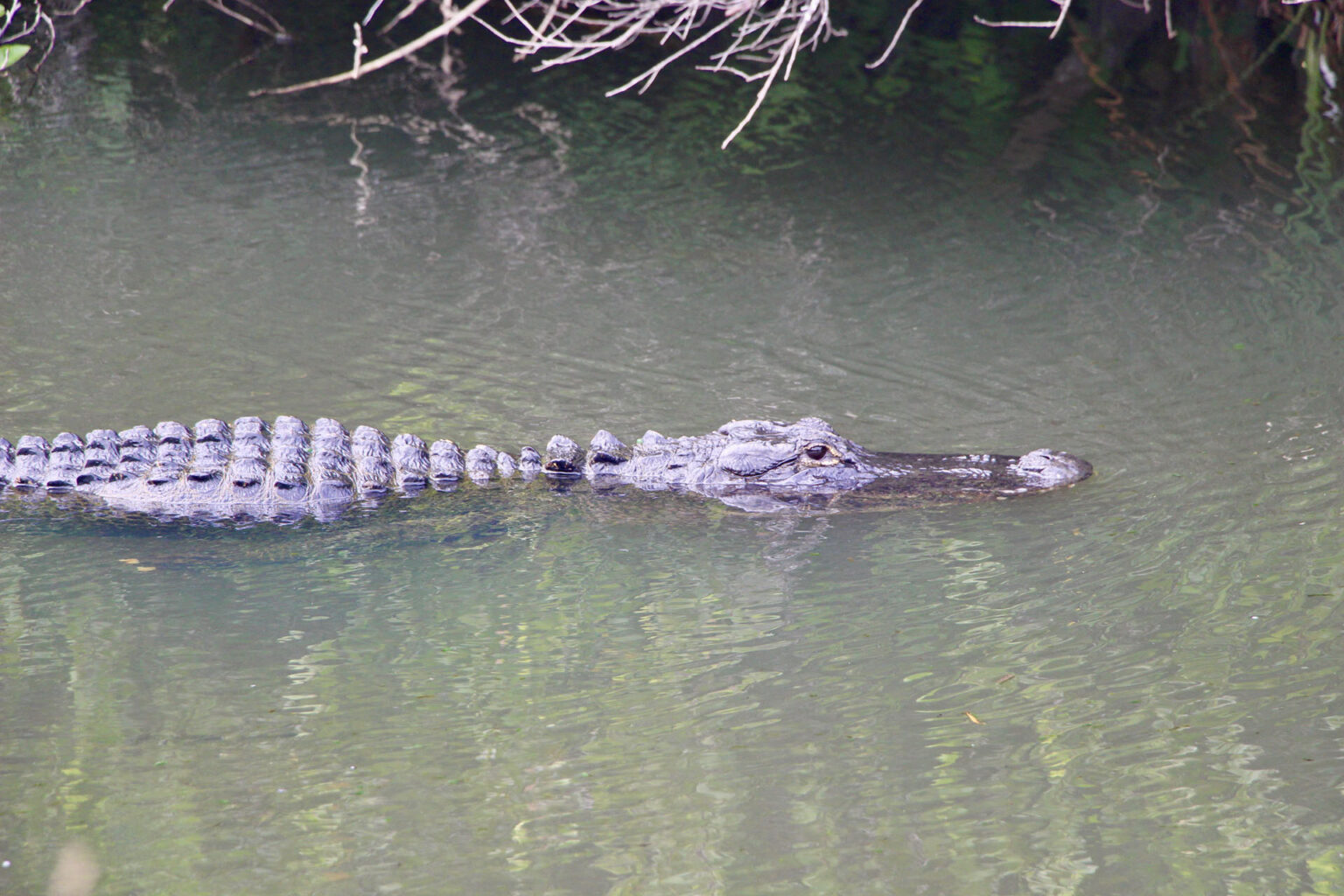 Que voir et que faire dans les Everglades ? - Planete3w