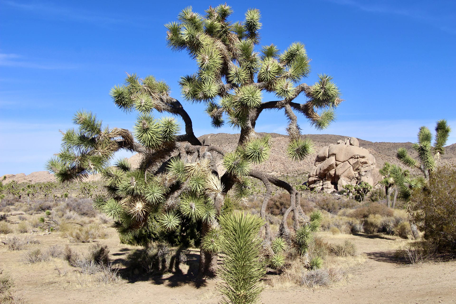 1 journée dans le parc national Joshua Tree - Planete3w